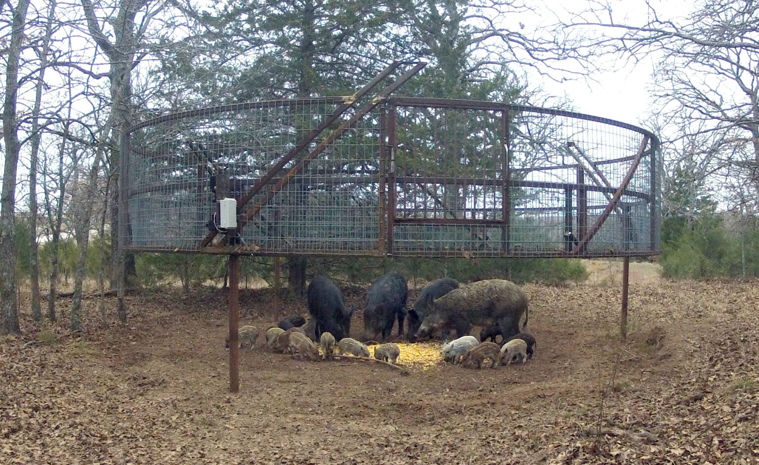 Trapping - Coping with Feral Hogs